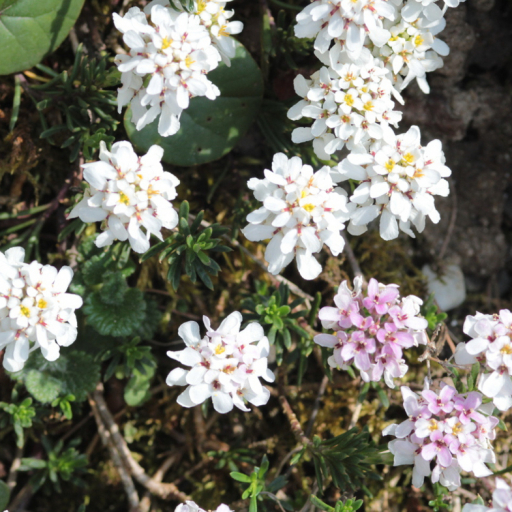 Rock Candytuft (Iberis Saxatilis) Plant Care & How to Grow, Water