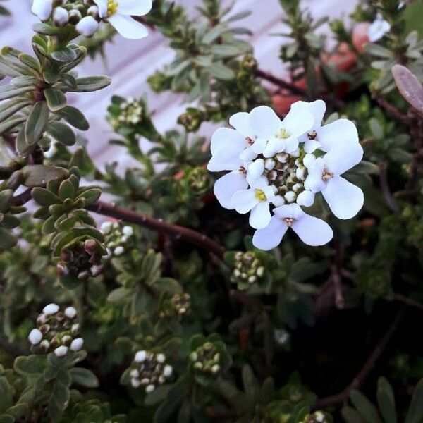Candytuft (Iberis Semperflorens) Plant Care & How to Grow, Water