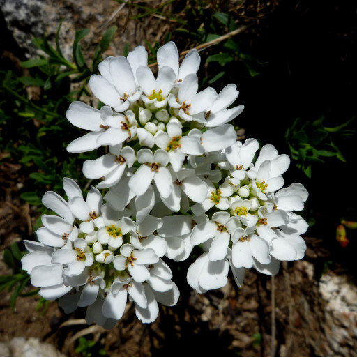 Evergreen Candytuft (Iberis Sempervirens) Plant Care & How to Grow, Water