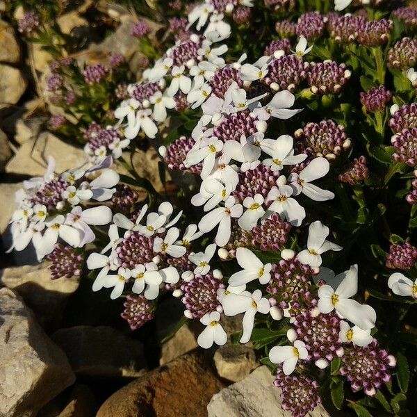 Candytuft (Iberis Simplex) Plant Care & How to Grow, Water