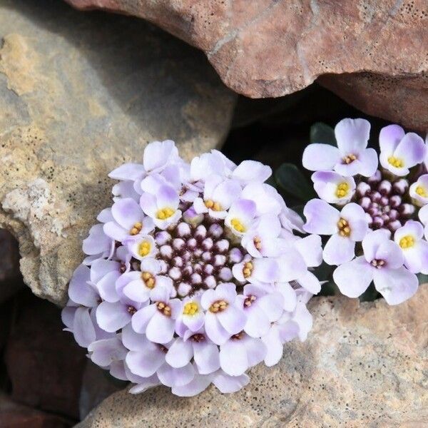 Spoon-Leaved Candytuft (Iberis Spathulata) Plant Care & How to Grow, Water