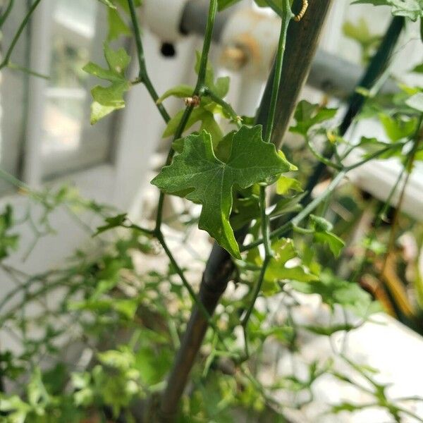 Ibervillea Hypoleuca Care Guide: Water, Soil & Propagation - Plantiary