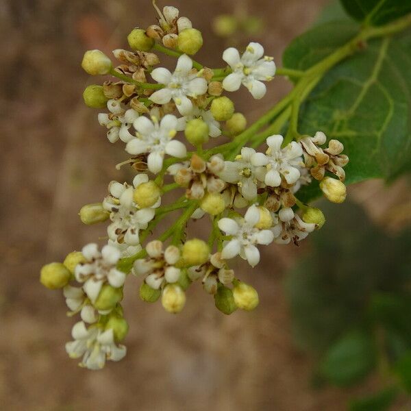 Icacina (Icacina Oliviformis) Plant Care & How to Grow, Water