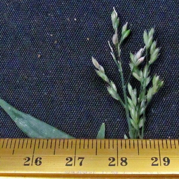 Creeping Bed Grass (Ichnanthus Nemorosus) Care Guide: Water, Soil ...