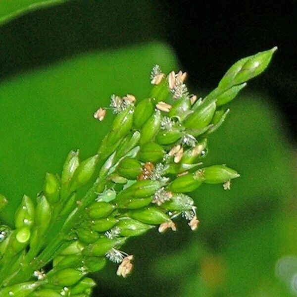 Caruzo (Ichnanthus Pallens) Plant Care & How to Grow, Water