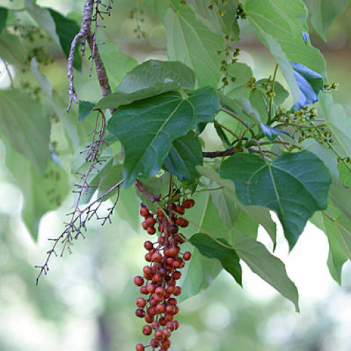 Iigiri Tree (Idesia Polycarpa) Plant Care & How to Grow, Water