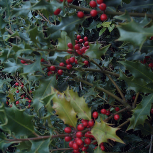 Common Holly (Ilex Aquifolium) Plant Care & How to Grow, Water