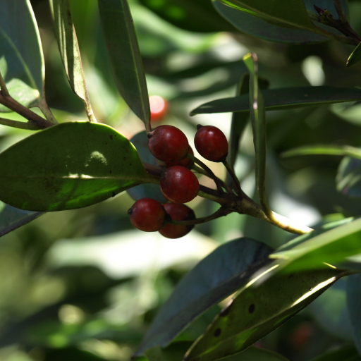 Small-leaved Holly (Ilex Canariensis) Plant Care & How to Grow, Water