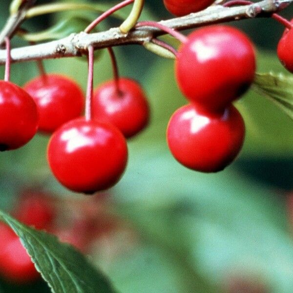 Long-Stalk Holly (Ilex Collina) Plant Care & How to Grow, Water