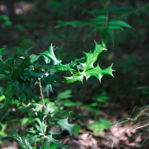 Chinese Holly (Ilex Cornuta) Plant Care & How to Grow, Water