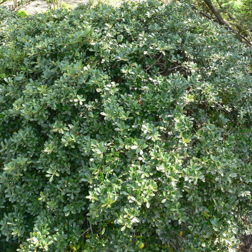Japanese Holly (Ilex Crenata) Plant Care & How to Grow, Water