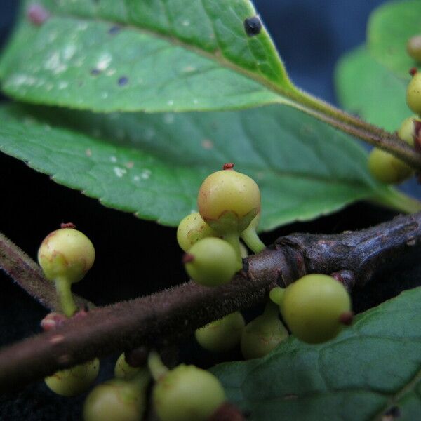 Ilex Fragilis Care Guide: Water, Soil & Propagation - Plantiary