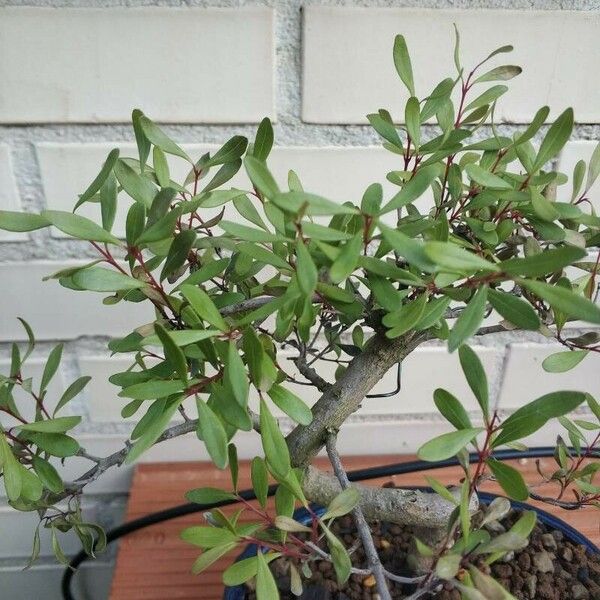 Ilex Microphylla Plant Care & How to Grow, Water