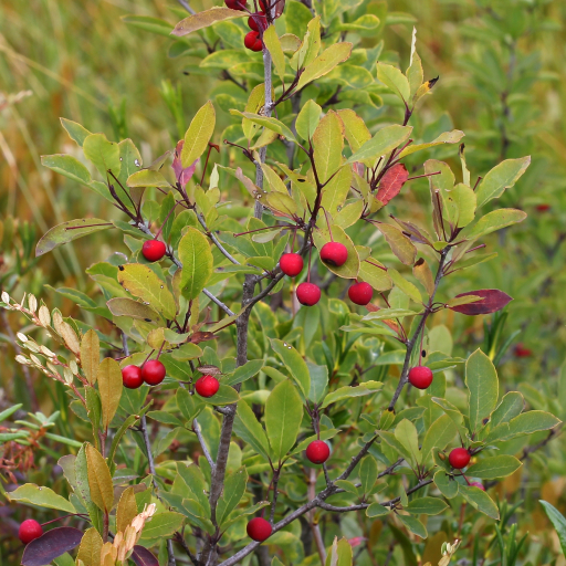 Mountain Holly (Ilex Mucronata) Plant Care & How to Grow, Water