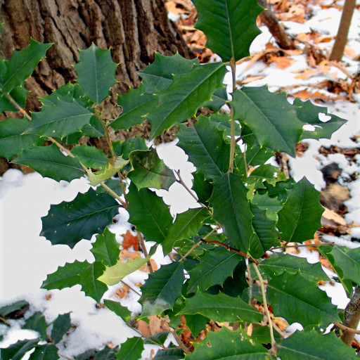 American Holly (Ilex Opaca) Plant Care & How to Grow, Water