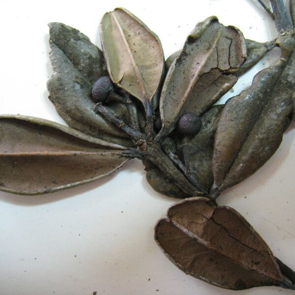 Ilex Retusa Care Guide: Water, Soil & Propagation - Plantiary