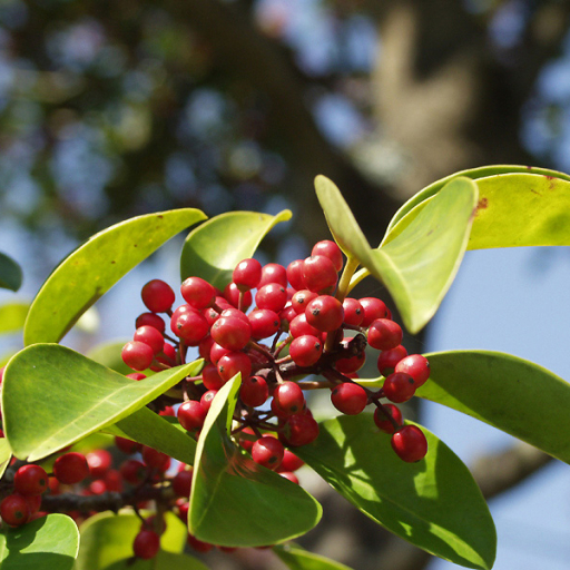 Kurogane Holly (Ilex Rotunda) Plant Care & How to Grow, Water