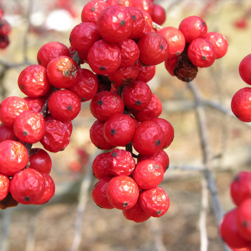 Winterberry (Ilex Verticillata) Plant Care & How to Grow, Water