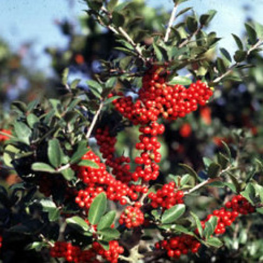 Yaupon (Ilex Vomitoria) Plant Care & How to Grow, Water