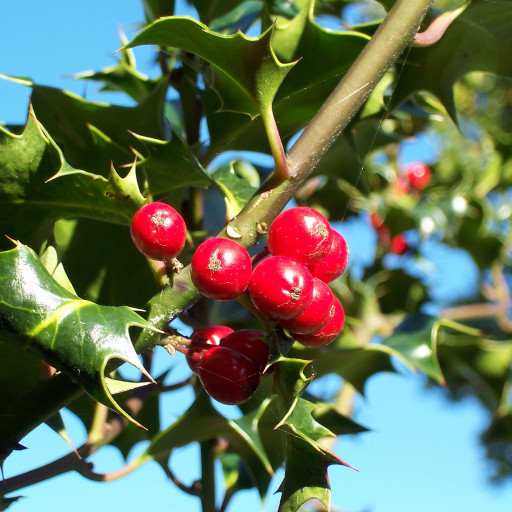 Hollies (Ilex) Plant Care & How to Grow, Water