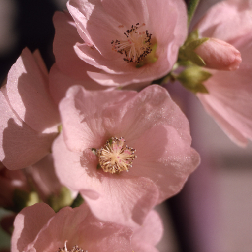 Streambank Wild Hollyhock (Iliamna Rivularis) Plant Care & How to Grow ...