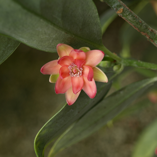 Henry Anise Tree (Illicium Henryi) Plant Care & How to Grow, Water