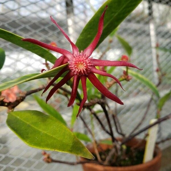 Illicium Mexicanum Plant Care & How to Grow, Water