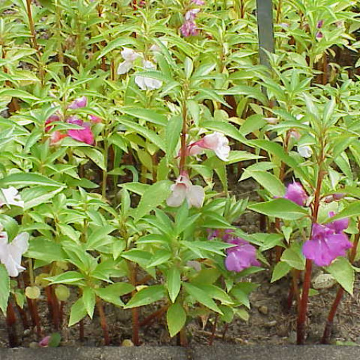 Balsam (Impatiens Balsamina) Plant Care & How to Grow, Water