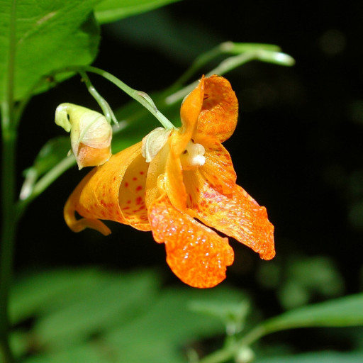 Spotted Touch-Me-Not (Impatiens Capensis) Plant Care & How to Grow, Water