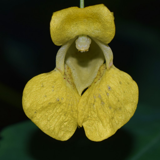 Yellow Jewelweed (Impatiens Pallida) Plant Care & How to Grow, Water
