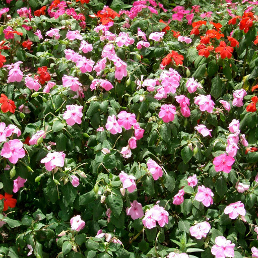 Busy Lizzie (Impatiens Walleriana) Plant Care & How to Grow, Water