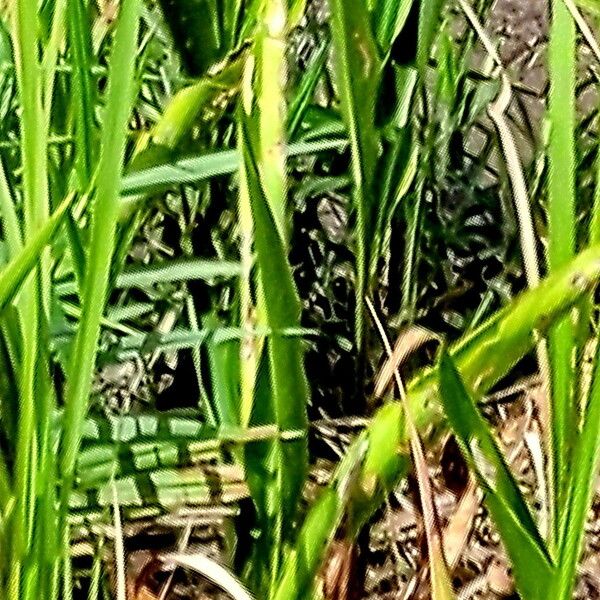 Brazilian Blady Grass (Imperata Brasiliensis) Care Guide: Water, Soil ...
