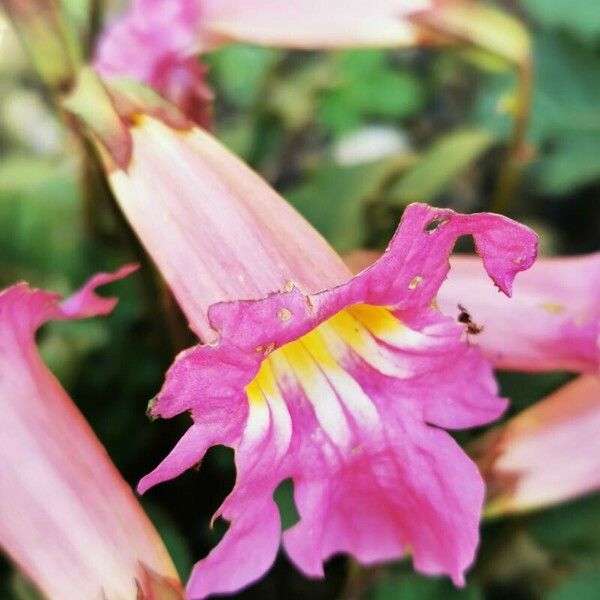 Dwarf Trumpet-Flower (Incarvillea Compacta) Plant Care & How to Grow, Water