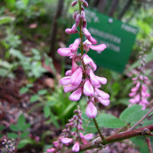 Pink-Flowered Indigo (Indigofera Amblyantha) Care Guide: Water, Soil ...