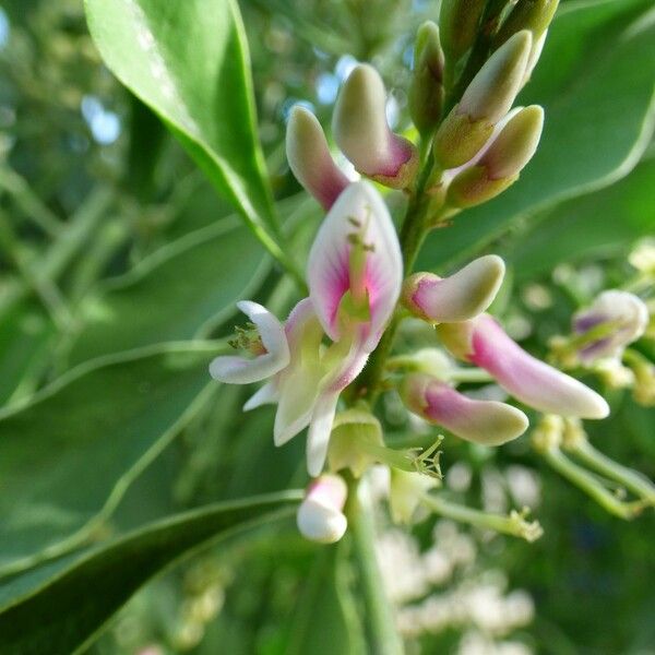Indigofera Ammoxylum Care Guide: Water, Soil & Propagation - Plantiary