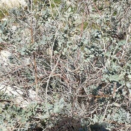 Indigofera Articulata Care Guide: Water, Soil & Propagation - Plantiary