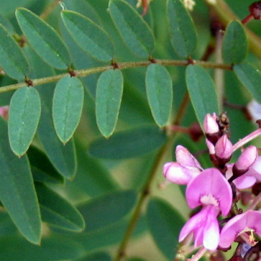 Australian Indigo (Indigofera Australis) Plant Care & How to Grow, Water