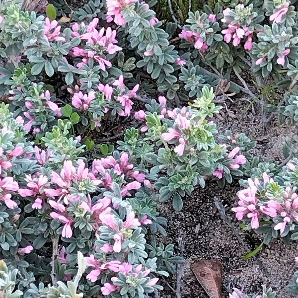 Wedgeleaf Indigo (Indigofera Brachystachya) Care Guide: Water, Soil ...