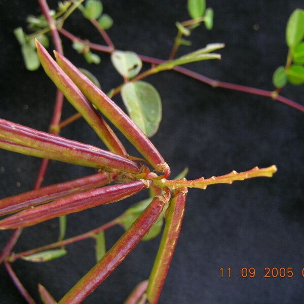 Indigofera Bracteata Care Guide: Water, Soil & Propagation - Plantiary