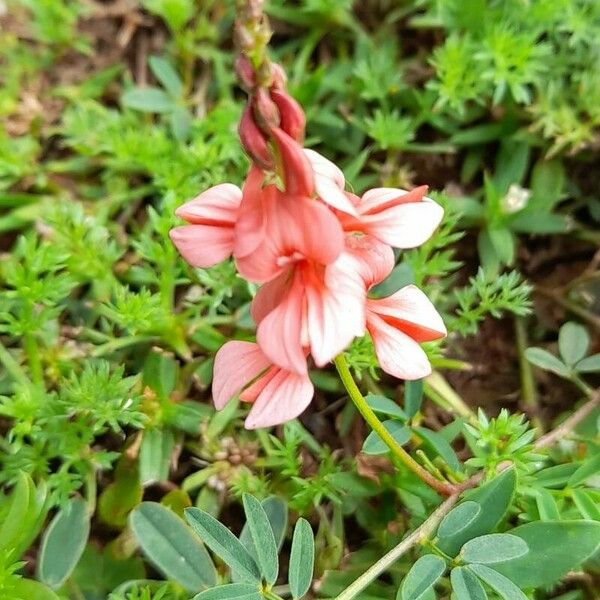 Indigofera Campestris Care Guide: Water, Soil & Propagation - Plantiary