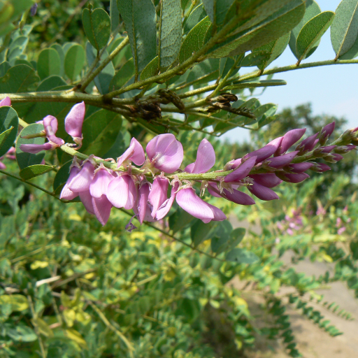 Indigofera Cassioides Plant Care & How to Grow, Water