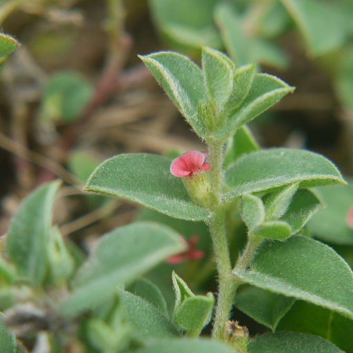 Indigofera Cordifolia Care Guide: Water, Soil & Propagation - Plantiary