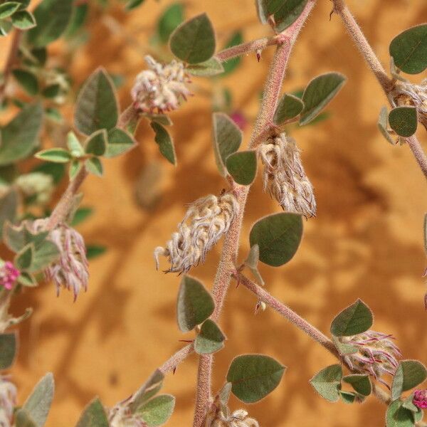Indigofera Diphylla Care Guide: Water, Soil & Propagation - Plantiary
