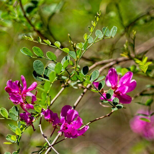 Indigofera Dosua Care Guide: Water, Soil & Propagation - Plantiary