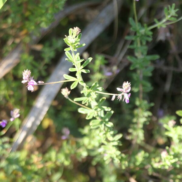 Threadhead Indigo (Indigofera Filiformis) Care Guide: Water, Soil ...
