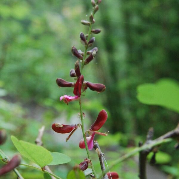 Indigofera Glabra Care Guide: Water, Soil & Propagation - Plantiary