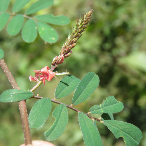 Trailing Indigo (Indigofera Hendecaphylla) Plant Care & How to Grow, Water