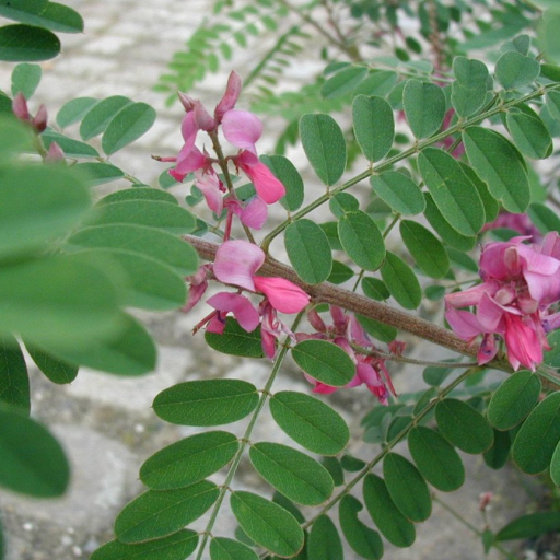 Edgeworth (Indigofera Heterantha) Plant Care & How to Grow, Water