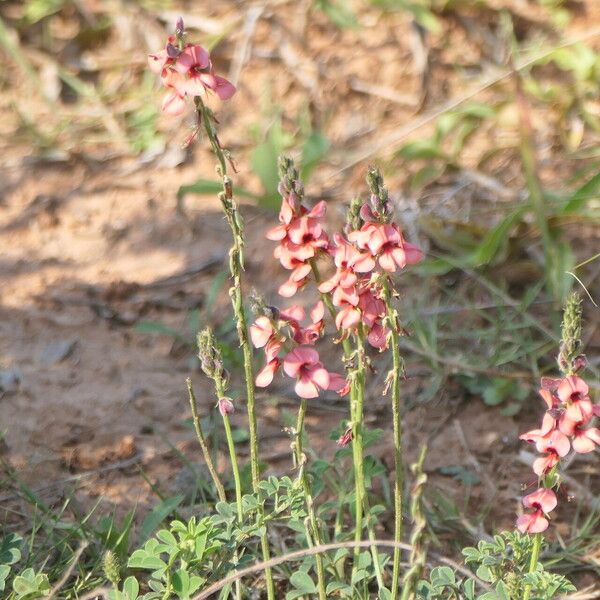 Diverse Indigo (Indigofera Heterophylla) Plant Care & How to Grow, Water