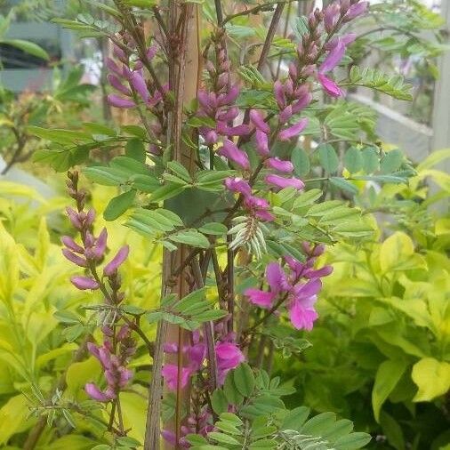 Indigofera Himalayensis Plant Care & How to Grow, Water
